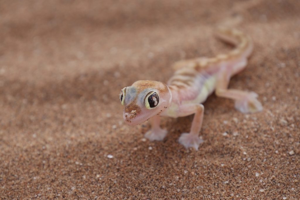 Die Wüste lebt - ein Besuch bei den Little Five in Namibia