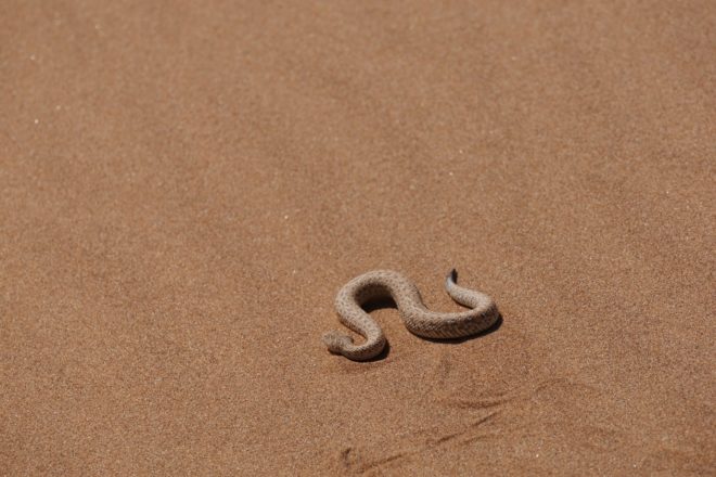 Die Wüste lebt - ein Besuch bei den Little Five in Namibia