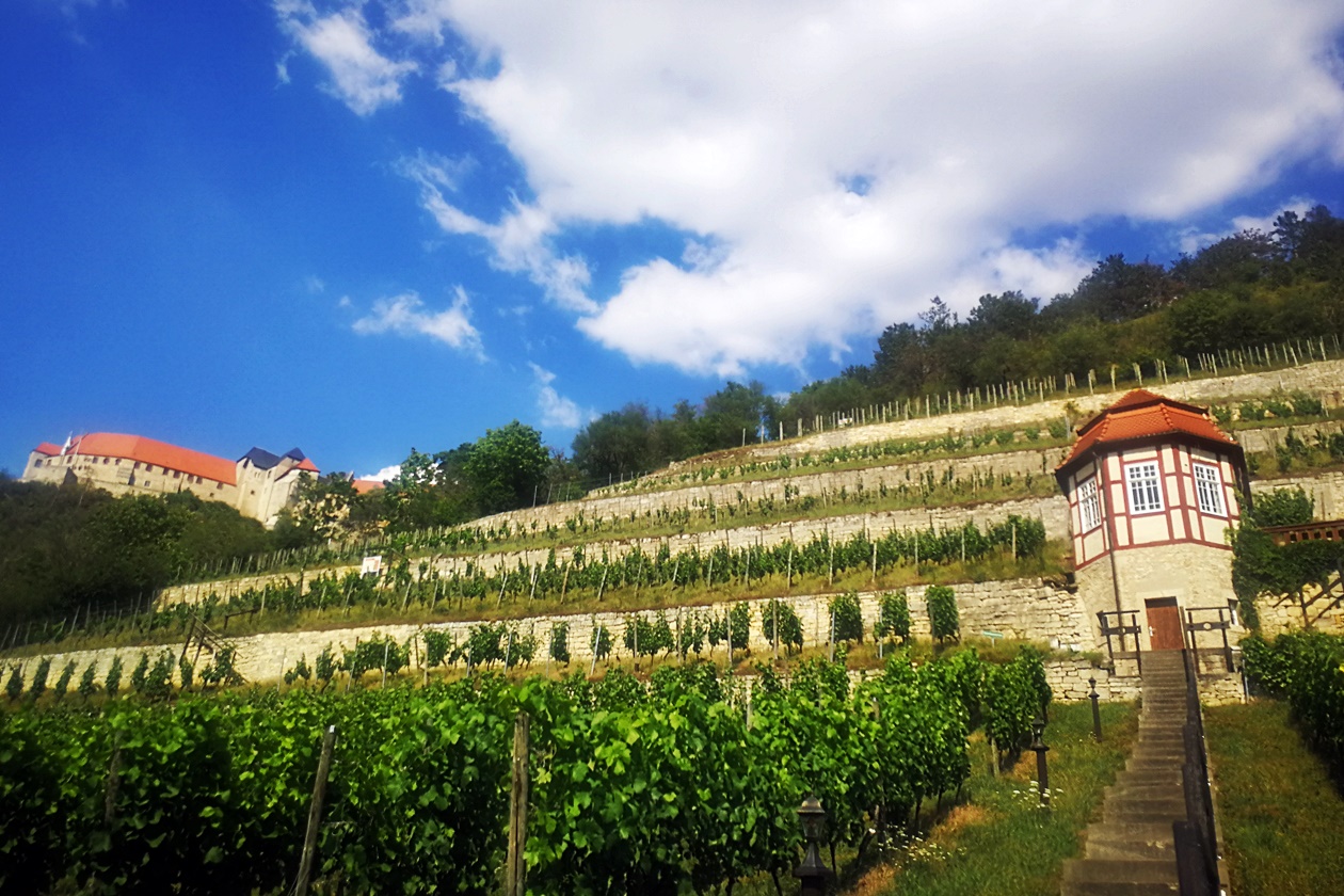 Zu Besuch in der Weinregion um Freyburg (Unstrut)